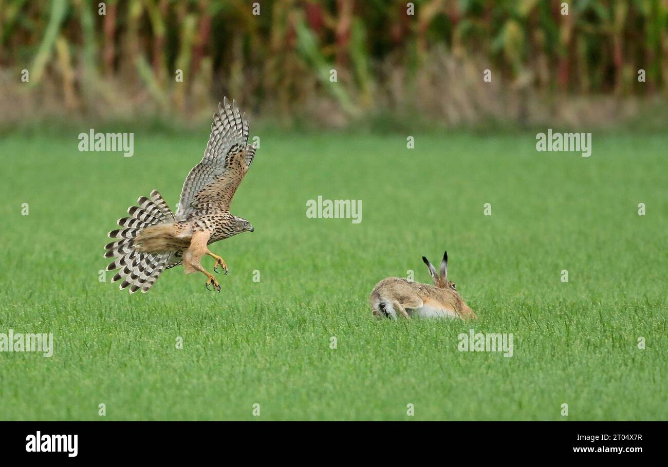 northern goshawk (Accipiter gentilis), juvenile goshawk chasing a brown ...