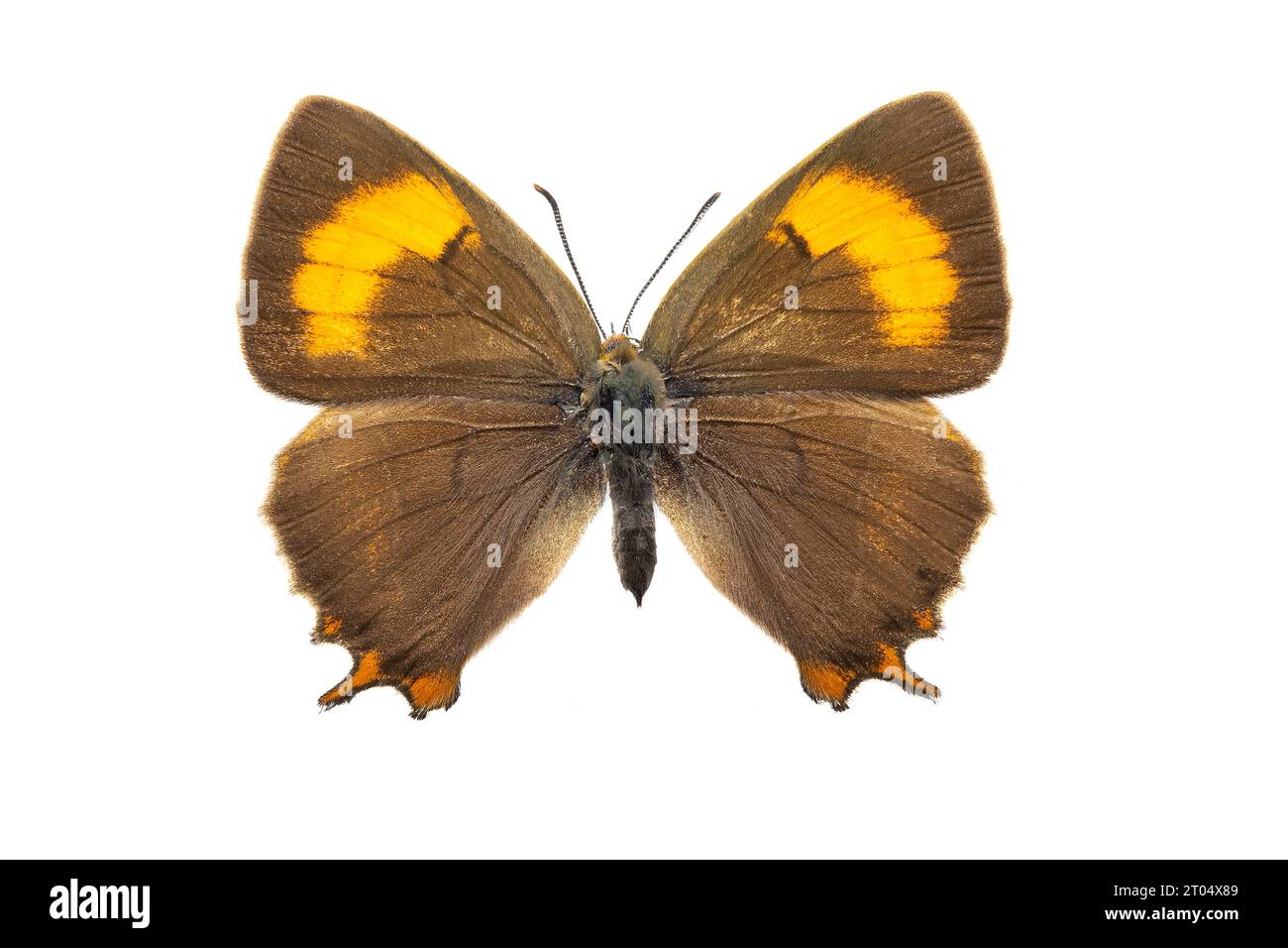 brown hairstreak (Thecla betulae), female, upper side, cut out Stock ...