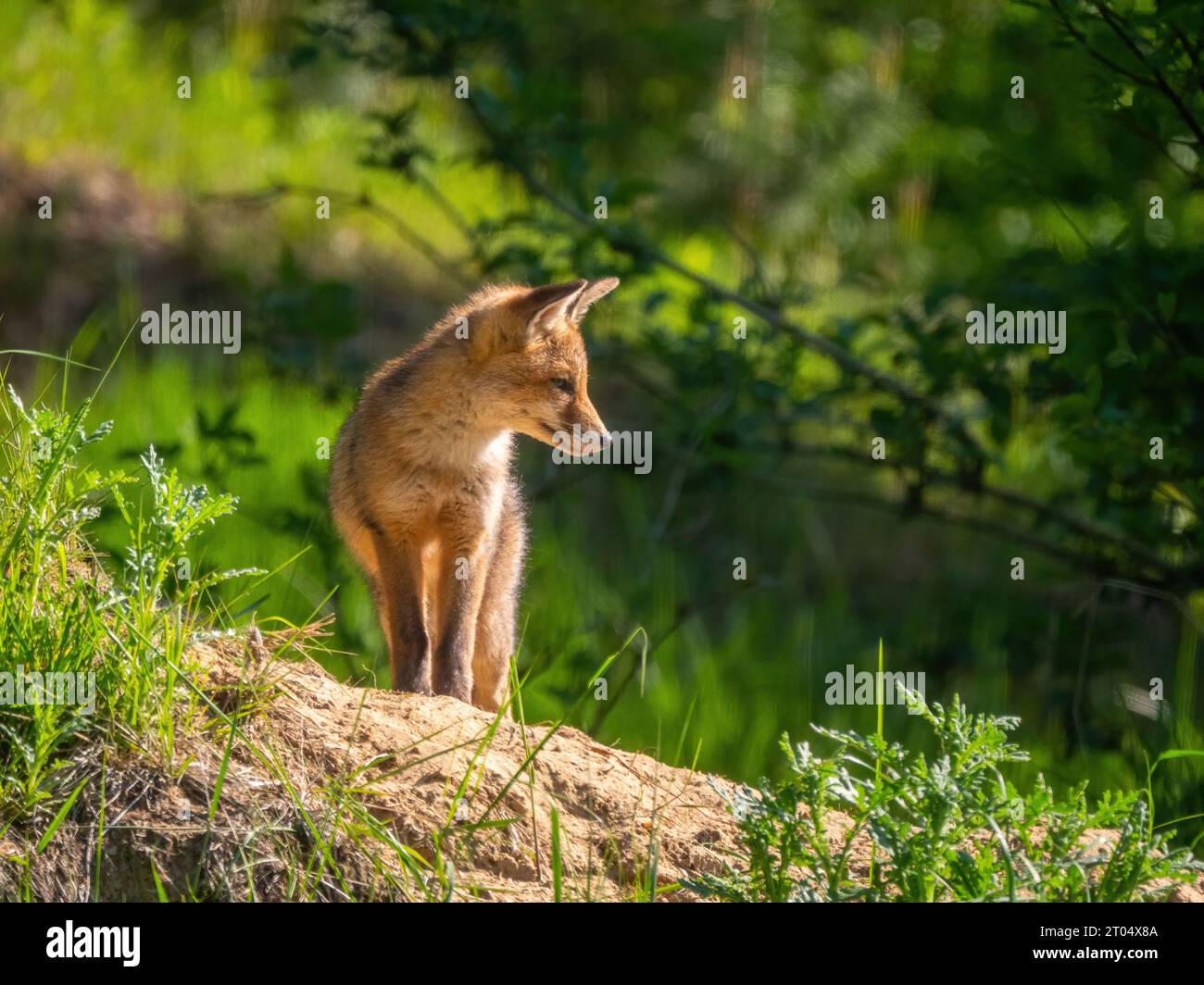 red fox (Vulpes vulpes), juvenile standing at forest edge, looking around, Netherlands ...