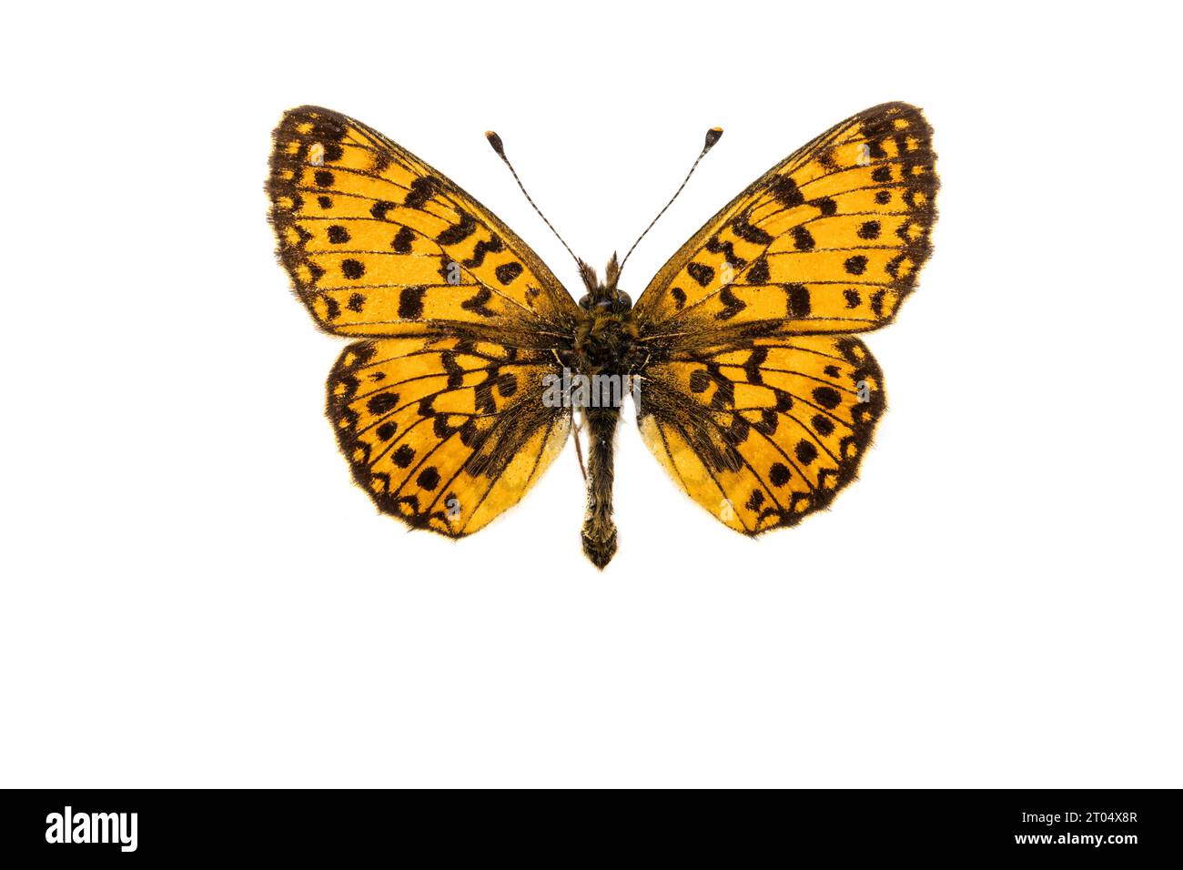 small pearl-bordered fritillary (Clossiana selene, Boloria selene ...