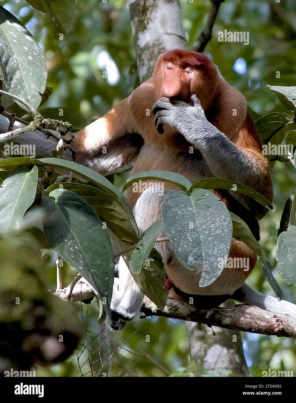 proboscis monkey, long-nosed monkey (Nasalis larvatus), side view of a male, yawning, The ...