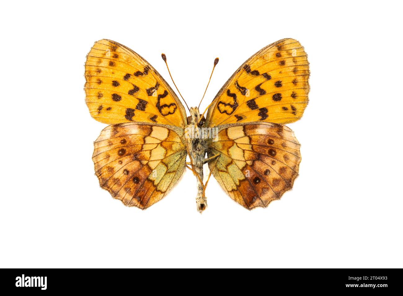 marbled fritillary (Brenthis daphne), male, underside, cut out Stock ...
