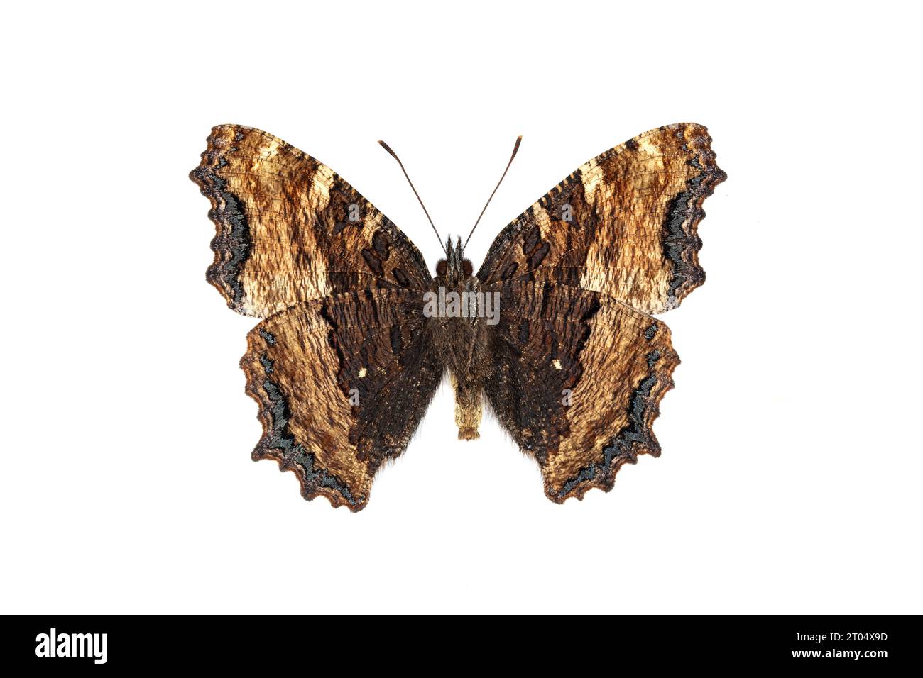 large tortoiseshell, blackleg tortoiseshell (Nymphalis polychloros ...