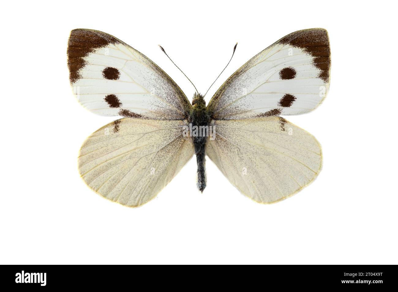 Upper views Cut Out Stock Images & Pictures - Alamy