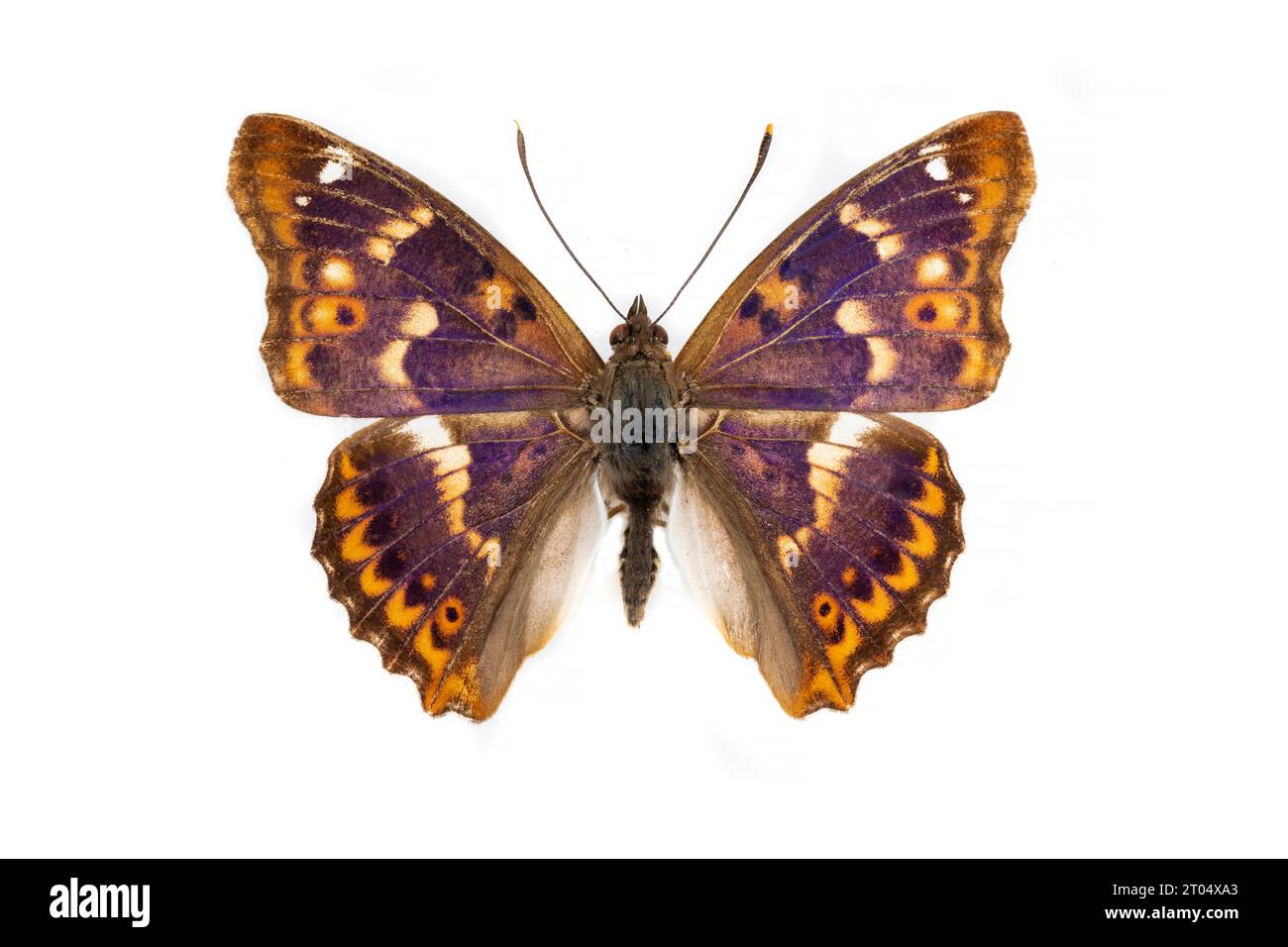 Lesser Purple Emperor (Apatura ilia clytie, Apatura barcina clytie ...