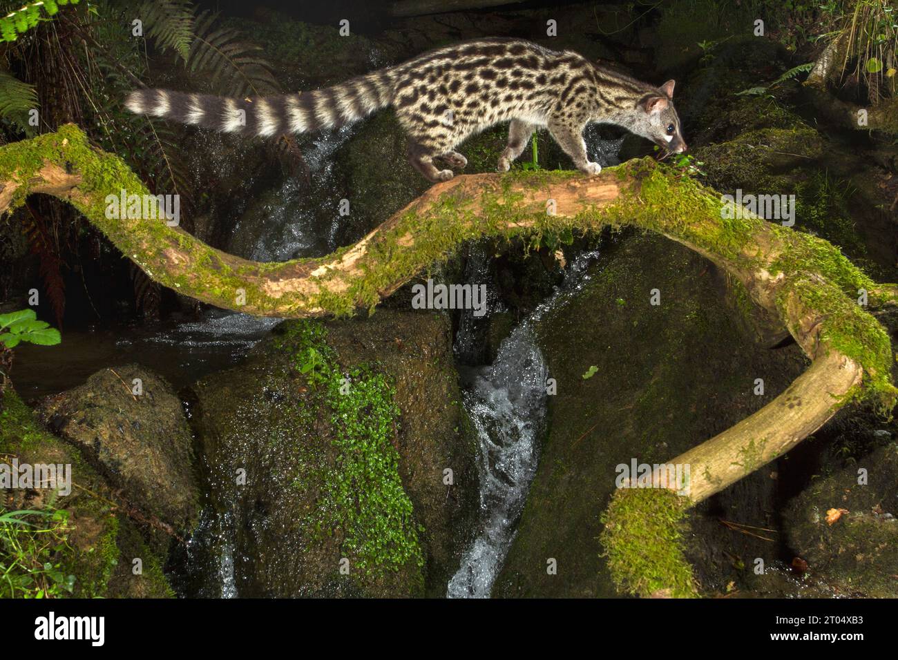 Small-spotted genet, Common genet (Genetta genetta), walking over a ...