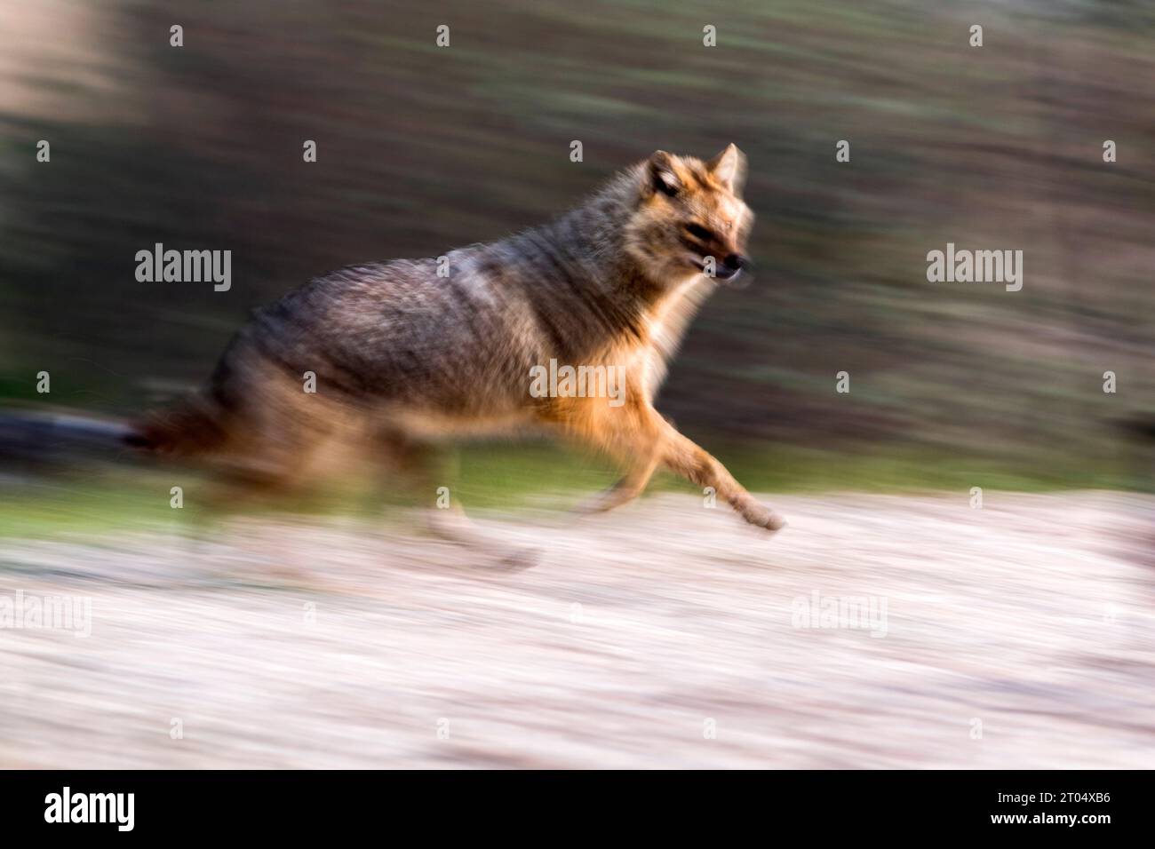 Eurasian golden jackal, European jackal (Canis aureus moreoticus, Canis ...
