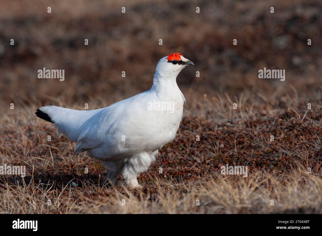 Svalbard Rock ptarmigan, Svalbard Snow chicken (Lagopus muta hyperborea ...