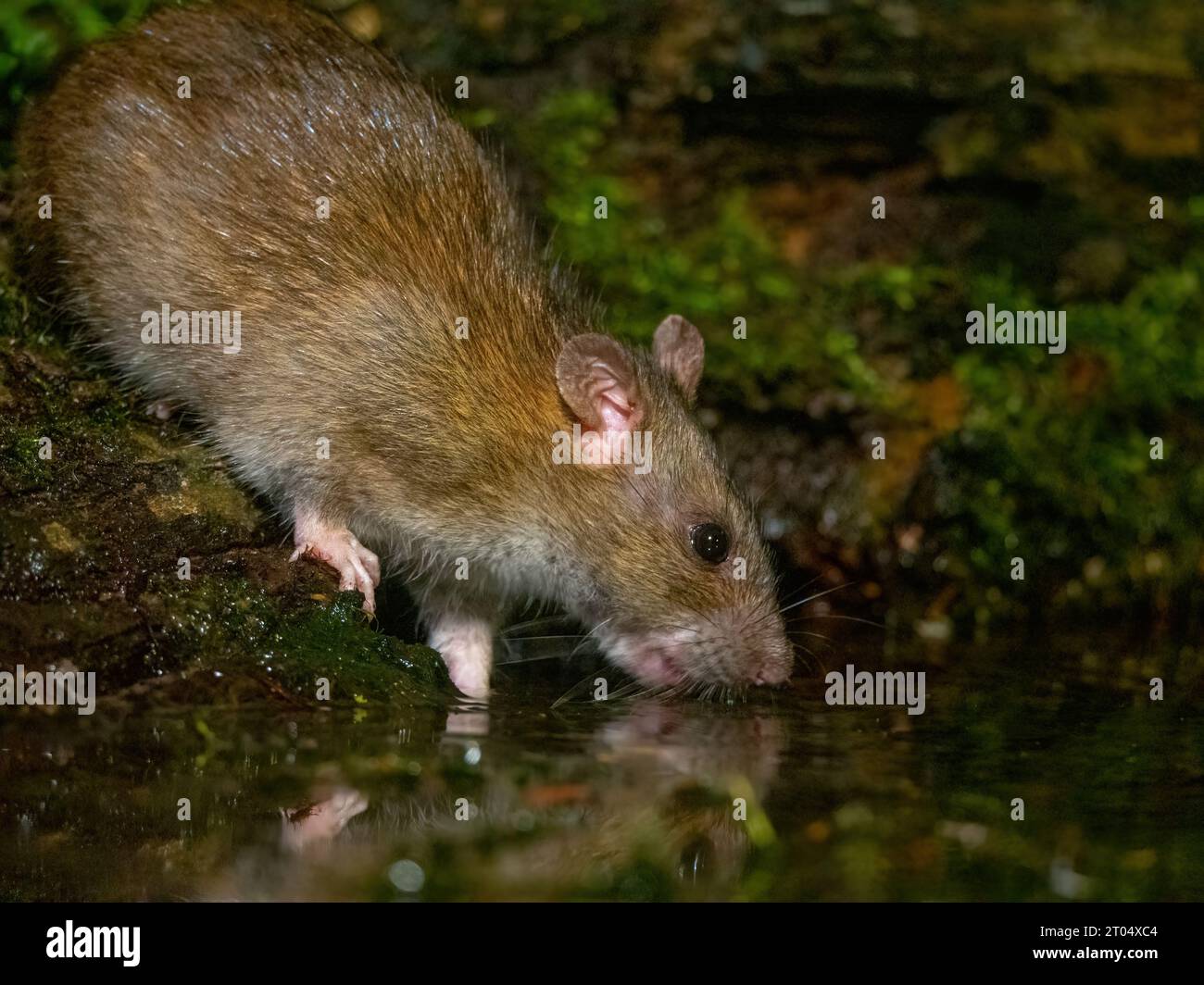 Brown rat, Common brown rat, Norway rat, Common rat (Rattus norvegicus ...