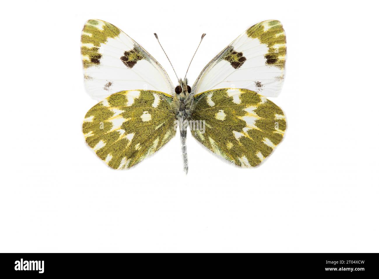 bath white (Pontia daplidice, Pontia daphlidice), male, underside, cut ...