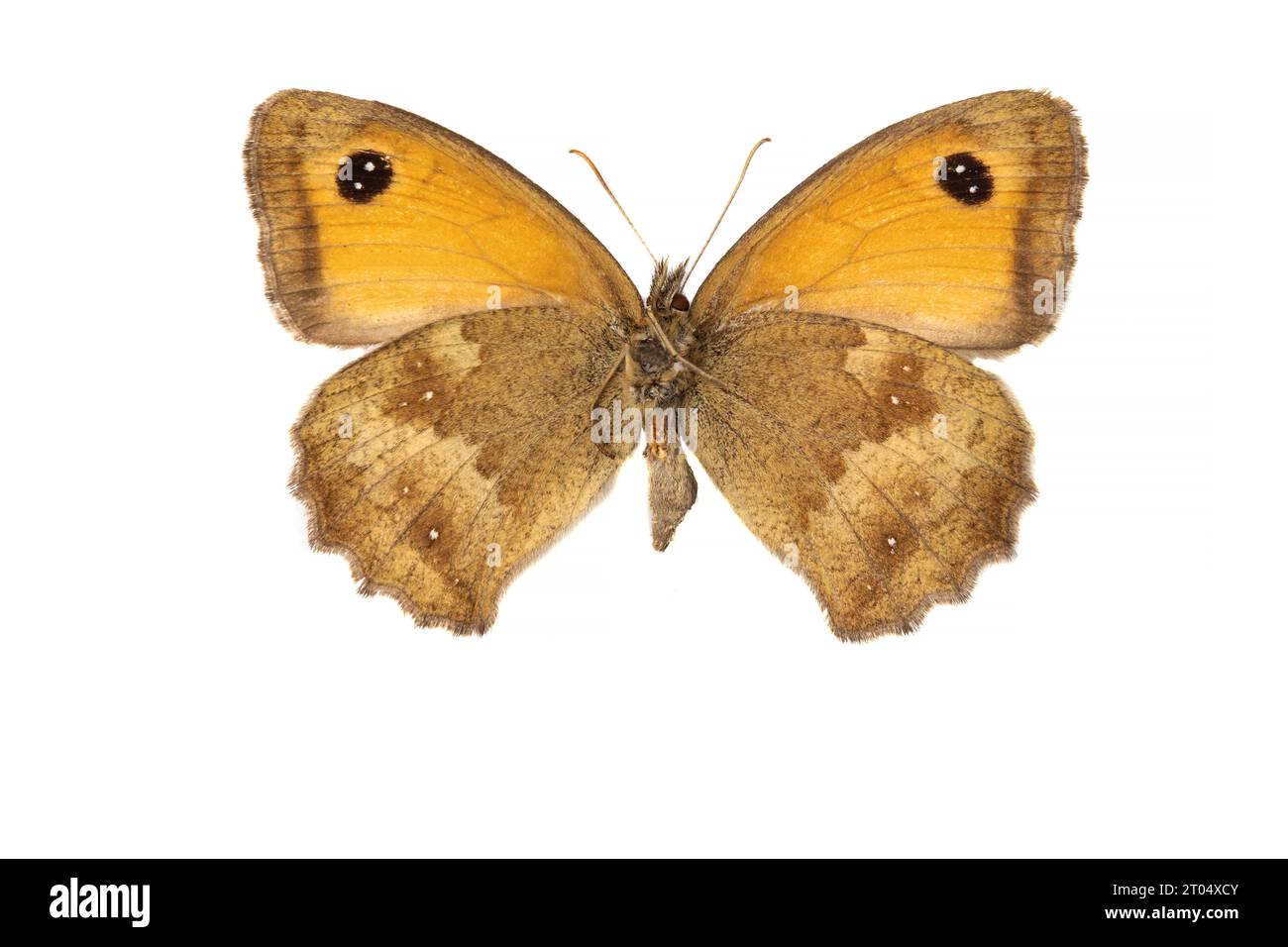 gatekeeper, hedge brown (Pyronia tithonus, Maniola tithonus), female ...