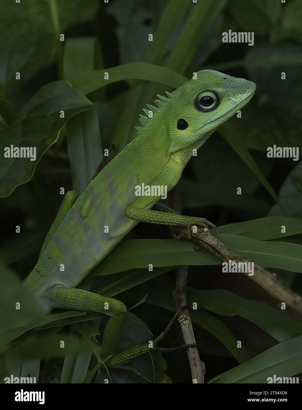 Green Crested Lizard (Bronchocela cristatella), male, Malaysia, Borneo ...