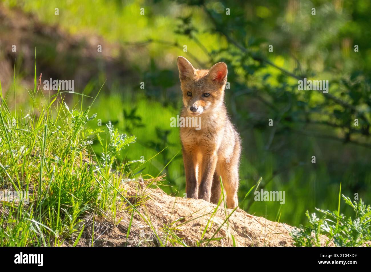 red fox (Vulpes vulpes), juvenile standing at forest edge, looking around, Netherlands ...