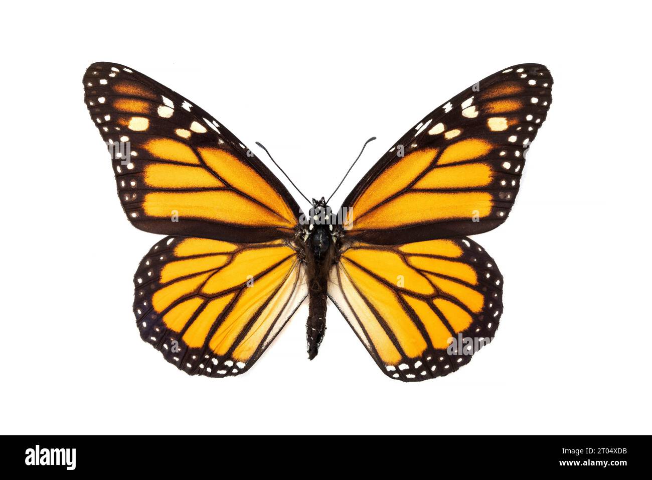 monarch butterfly, monarch, milkweed, common tiger, wanderer, black ...