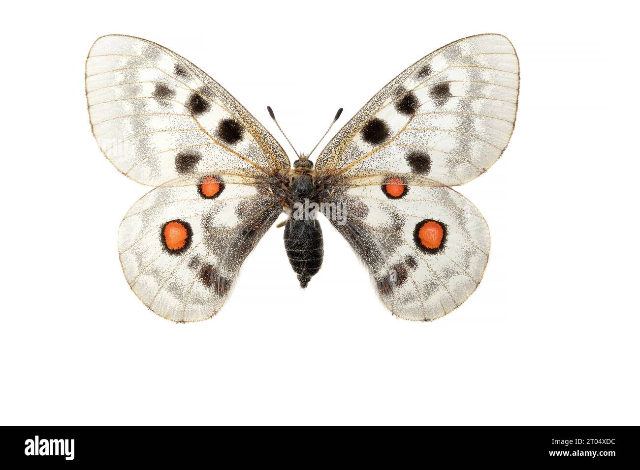 apollo (Parnassius apollo), female, upper side, cut out Stock Photo - Alamy