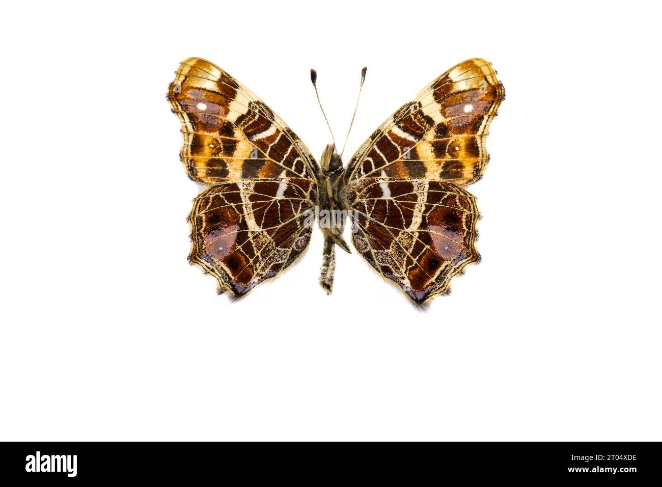 Map butterflys hi-res stock photography and images - Alamy