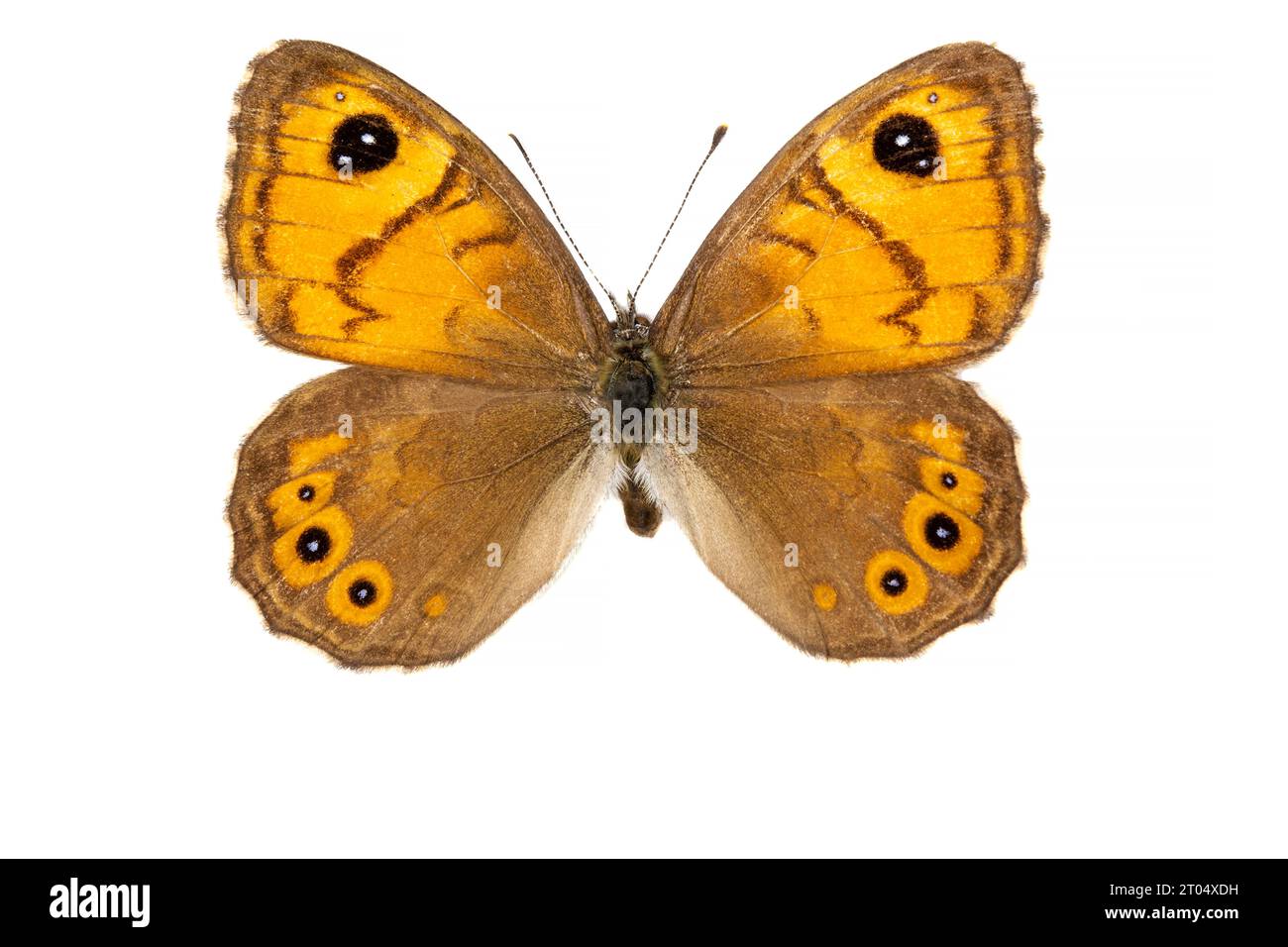 Large Wall Brown, Wood-nymph (Lasiommata maera f. adrasta), female ...