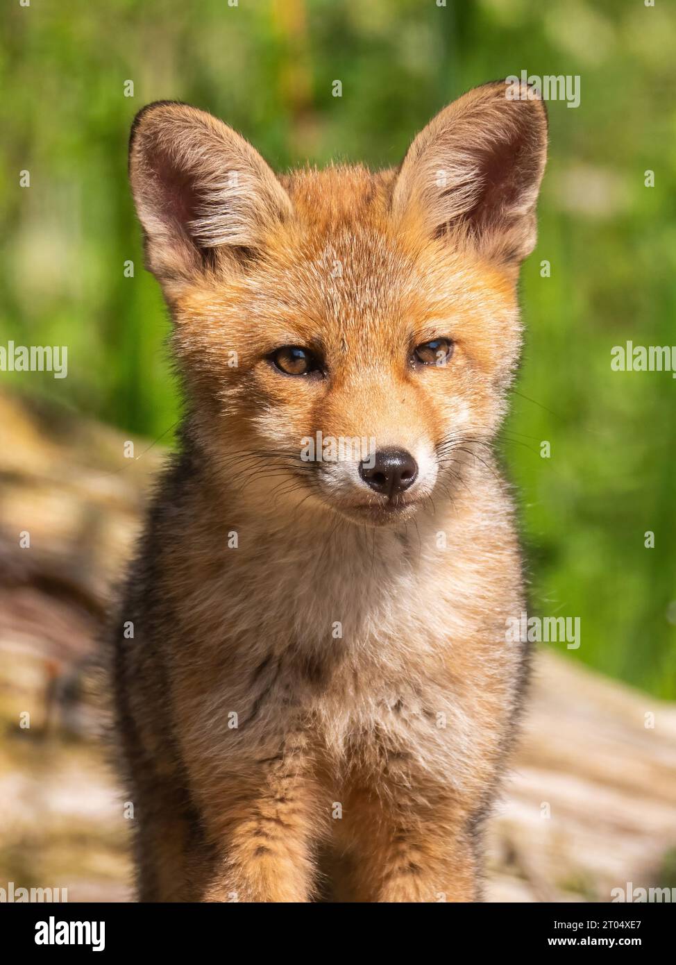 red fox (Vulpes vulpes), juvenile, portrait, Netherlands, Gelderland Stock Photo - Alamy