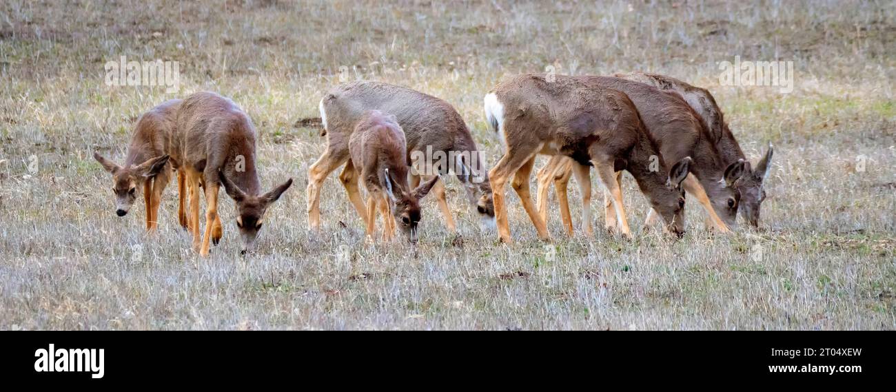Mule deer, Black-tailed deer (Odocoileus hemionus), group of seven mule ...