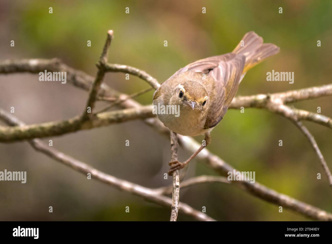 bonelli's warbler (Phylloscopus bonelli), sitting on a branch, France ...