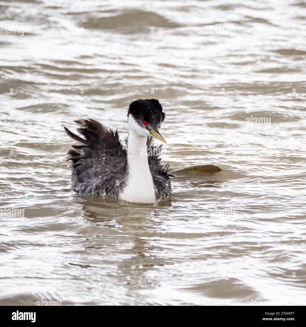Mexican grebes hi-res stock photography and images - Alamy