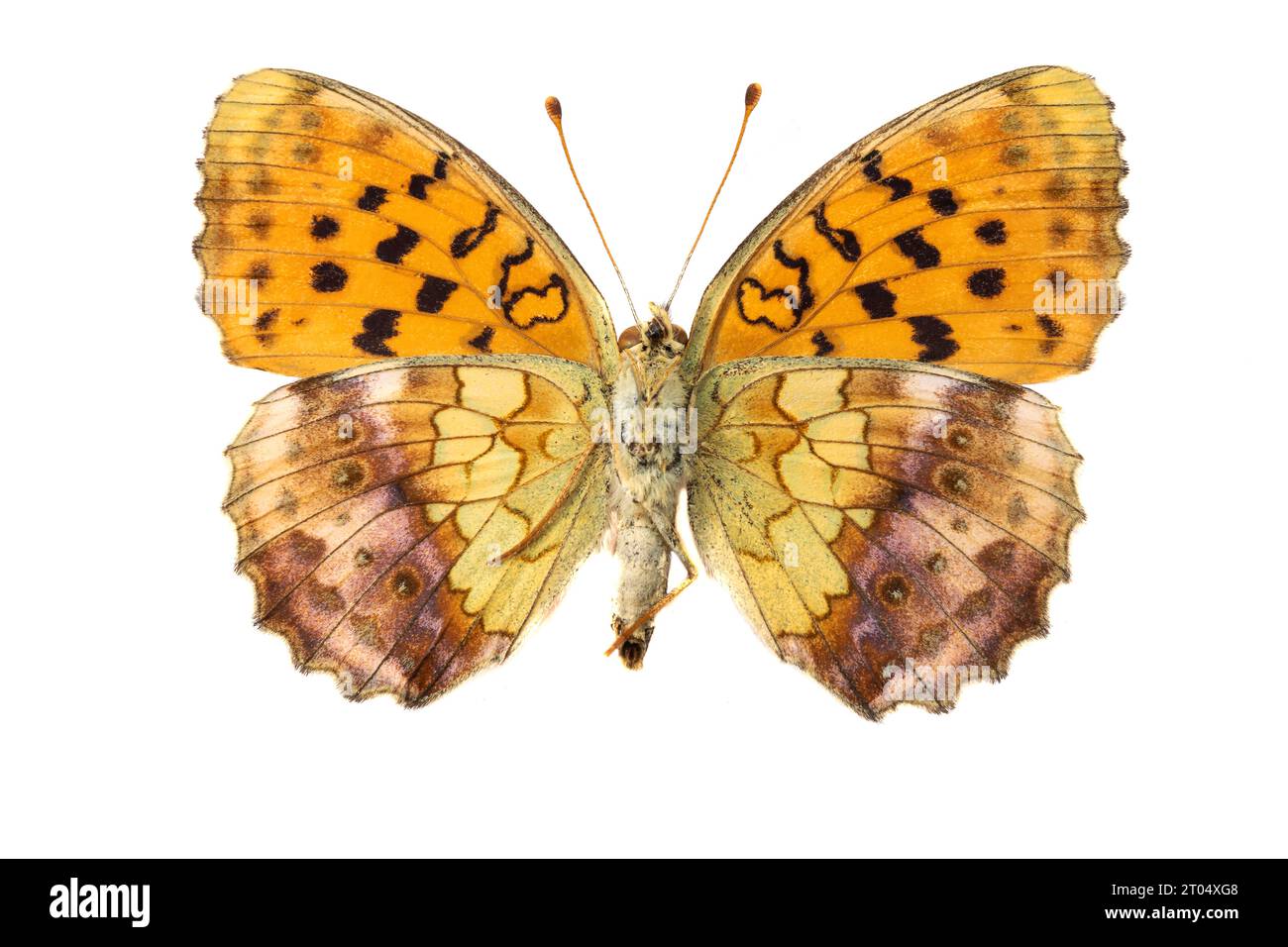 marbled fritillary (Brenthis daphne), male, underside, cut out Stock ...