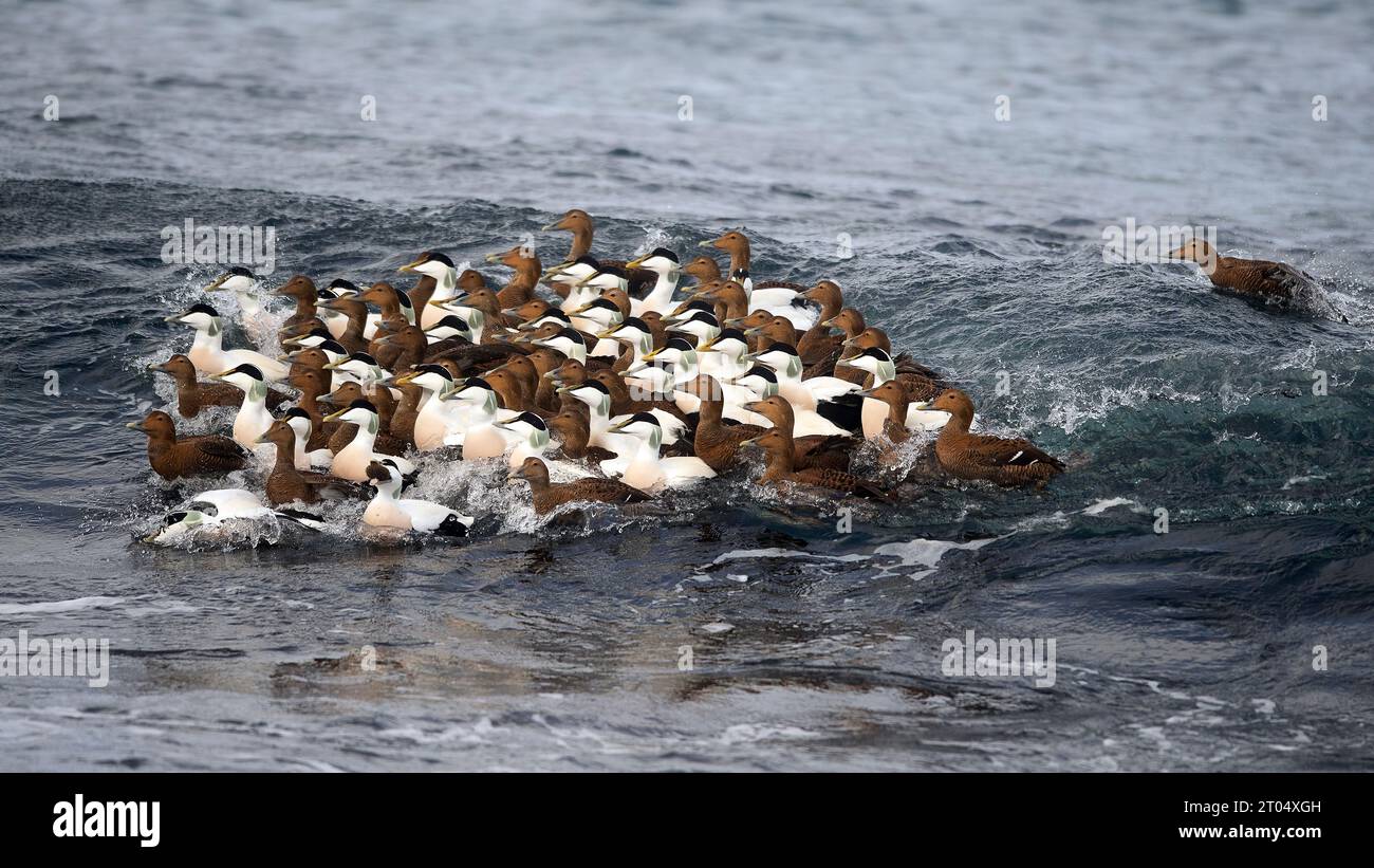 Common eider (Somateria mollissima), flock swimming in the surf of the ...