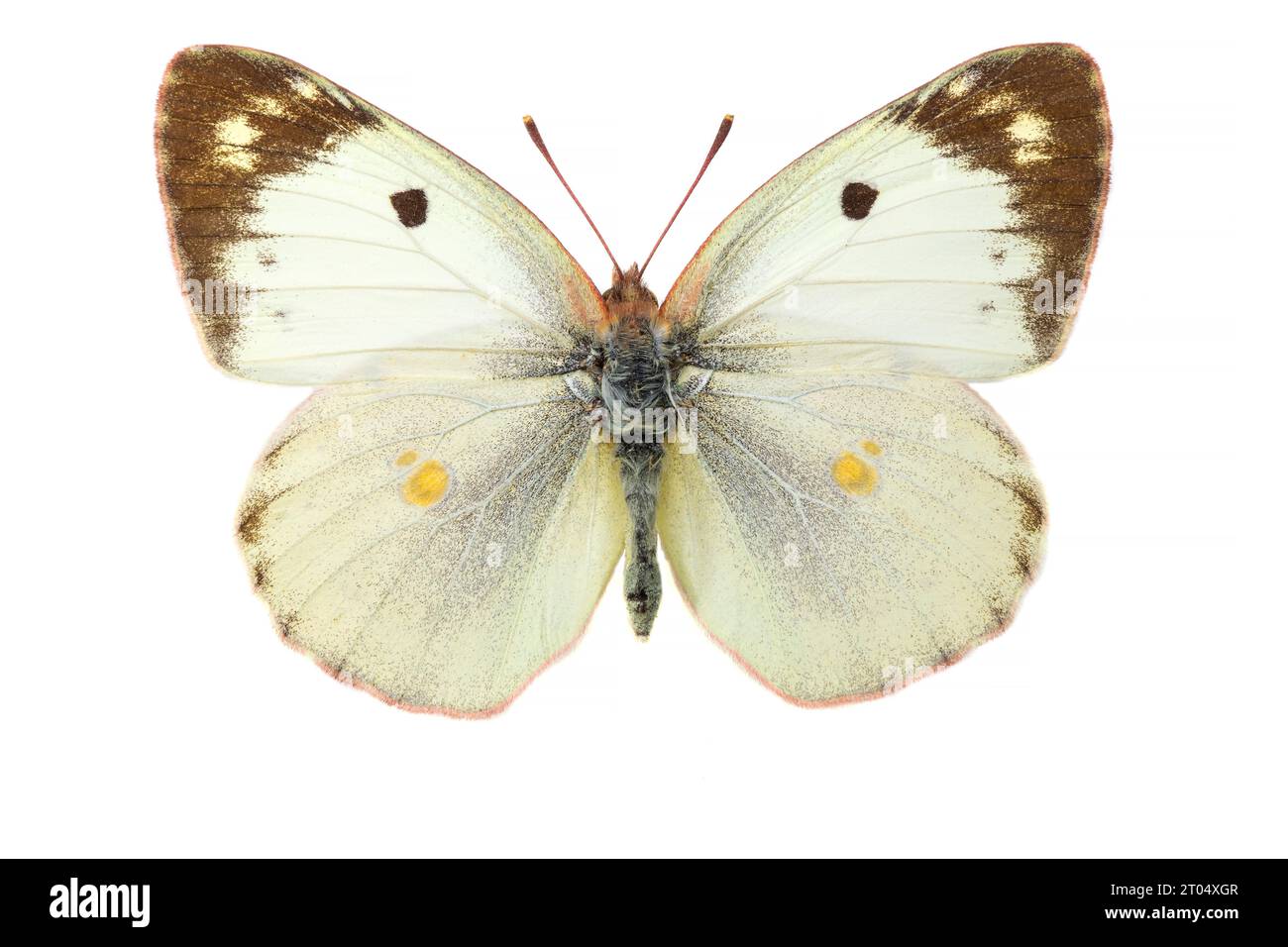 Berger's clouded yellow (Colias australis, Colias alfacariensis ...