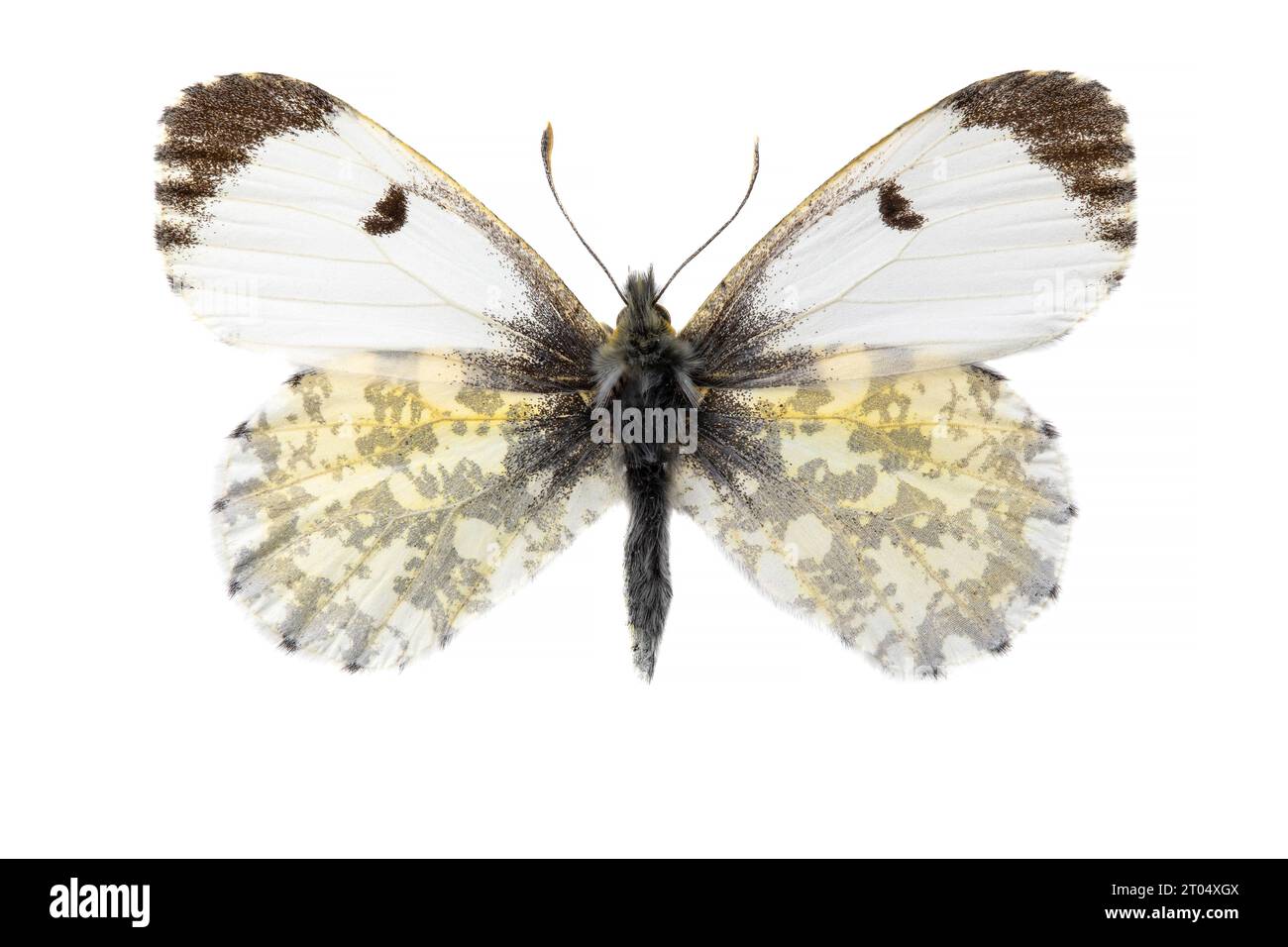 Orange-tip (Anthocharis cardamines), female, upper side, cut out Stock ...