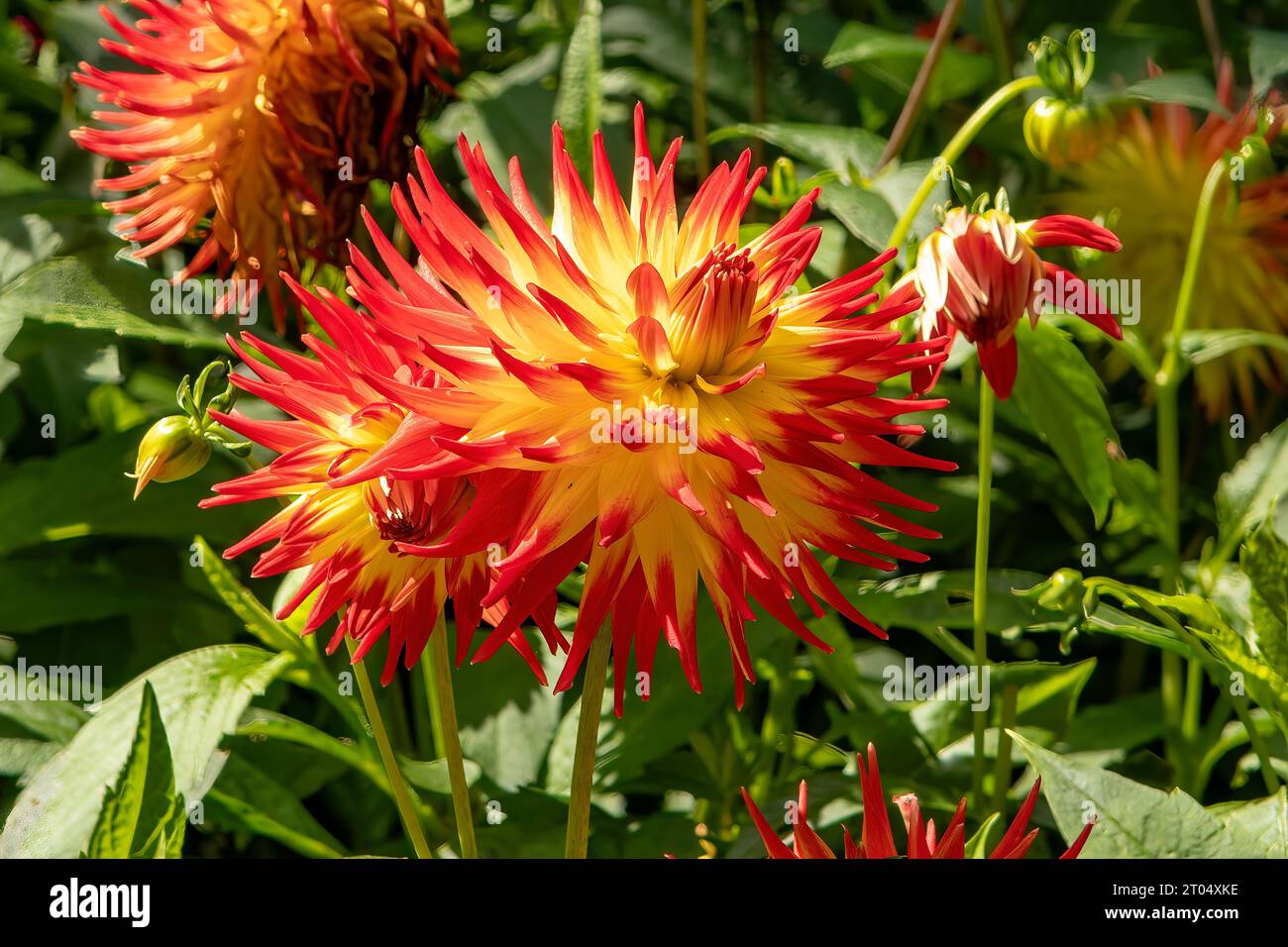 Dahlia Electric Flash Stock Photo - Alamy