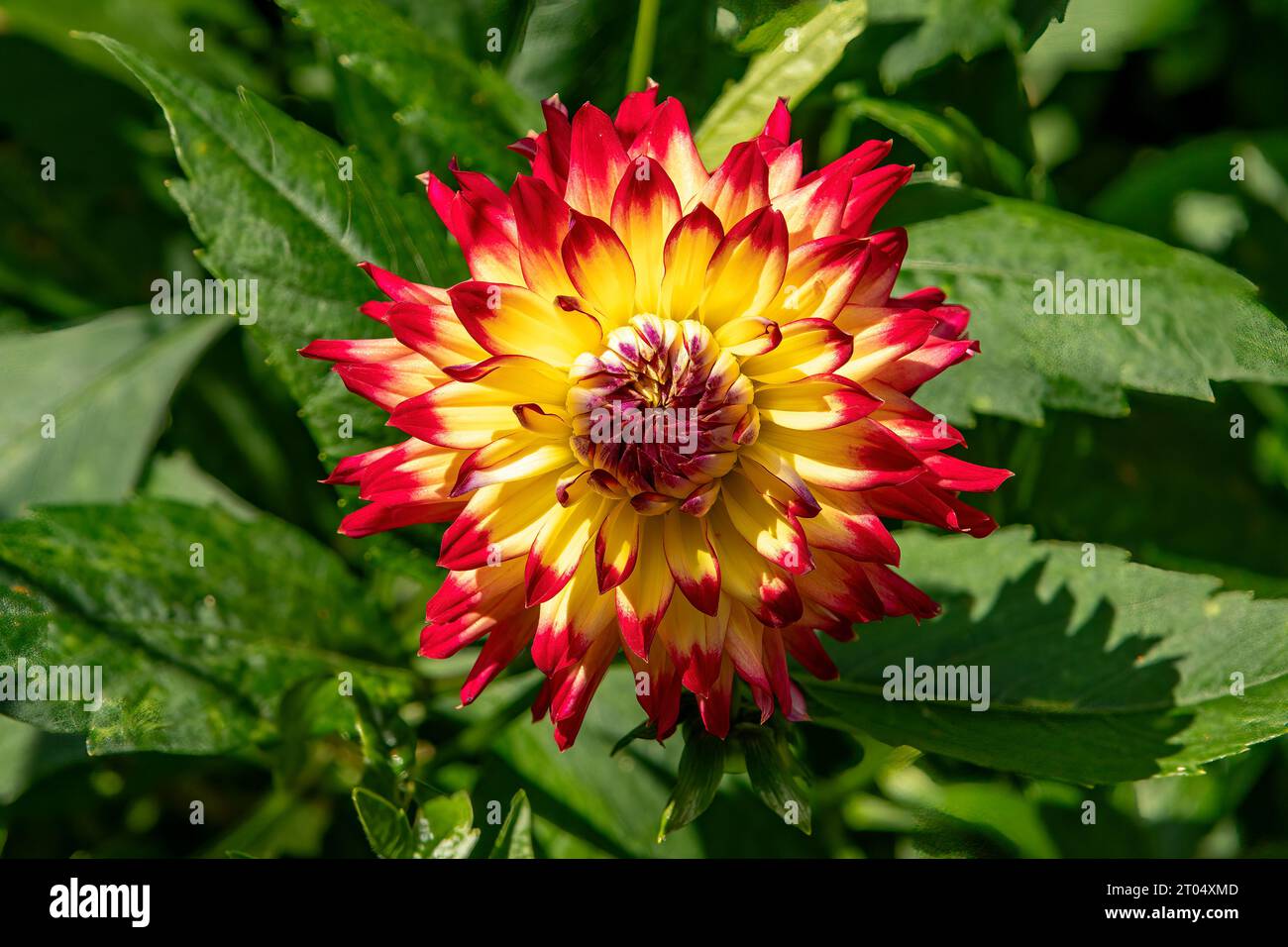 Dahlia isadora hi-res stock photography and images - Alamy