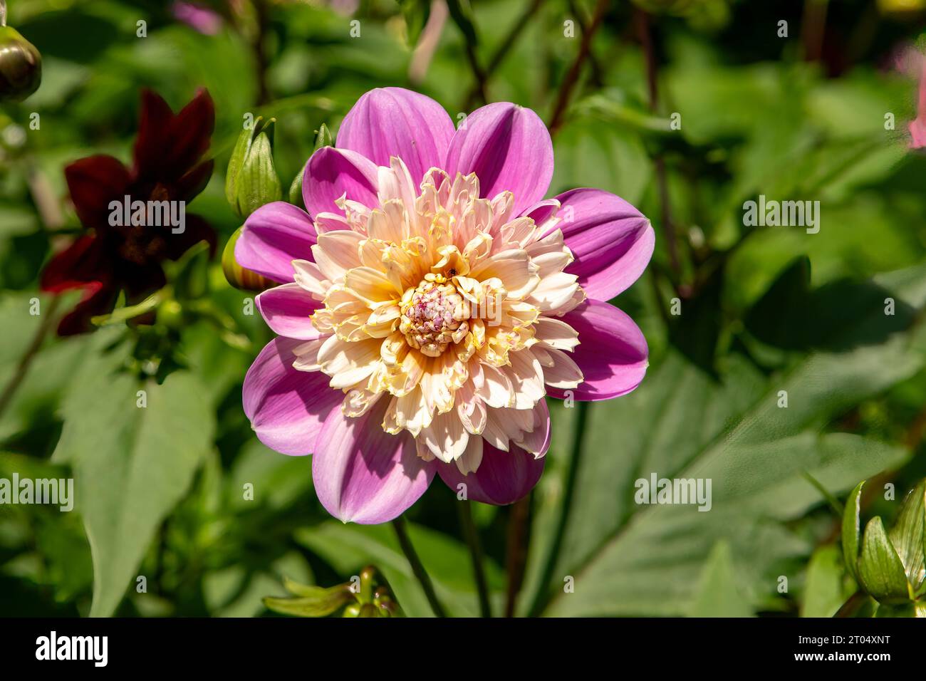 Dahlia Anemone Lifestyle Stock Photo - Alamy