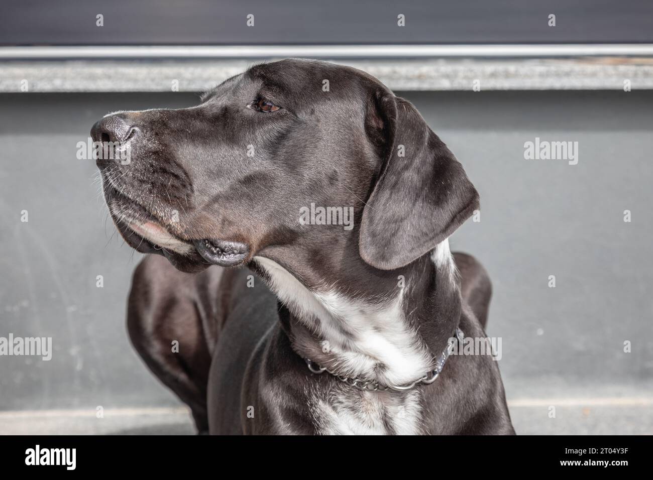 A close-up image of a Great Dane headshot captures the breed's regal ...
