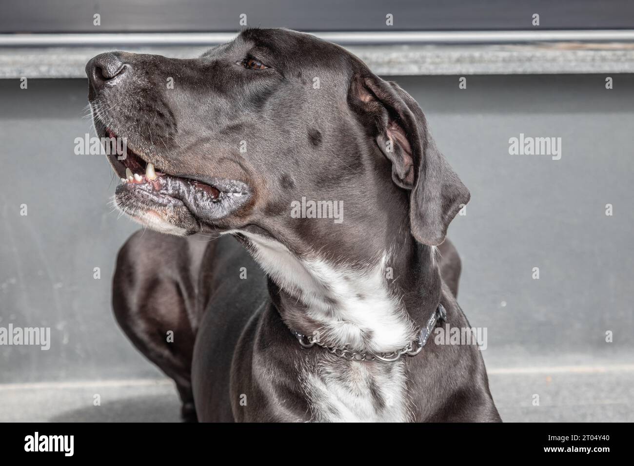 A close-up image of a Great Dane headshot captures the breed's regal ...