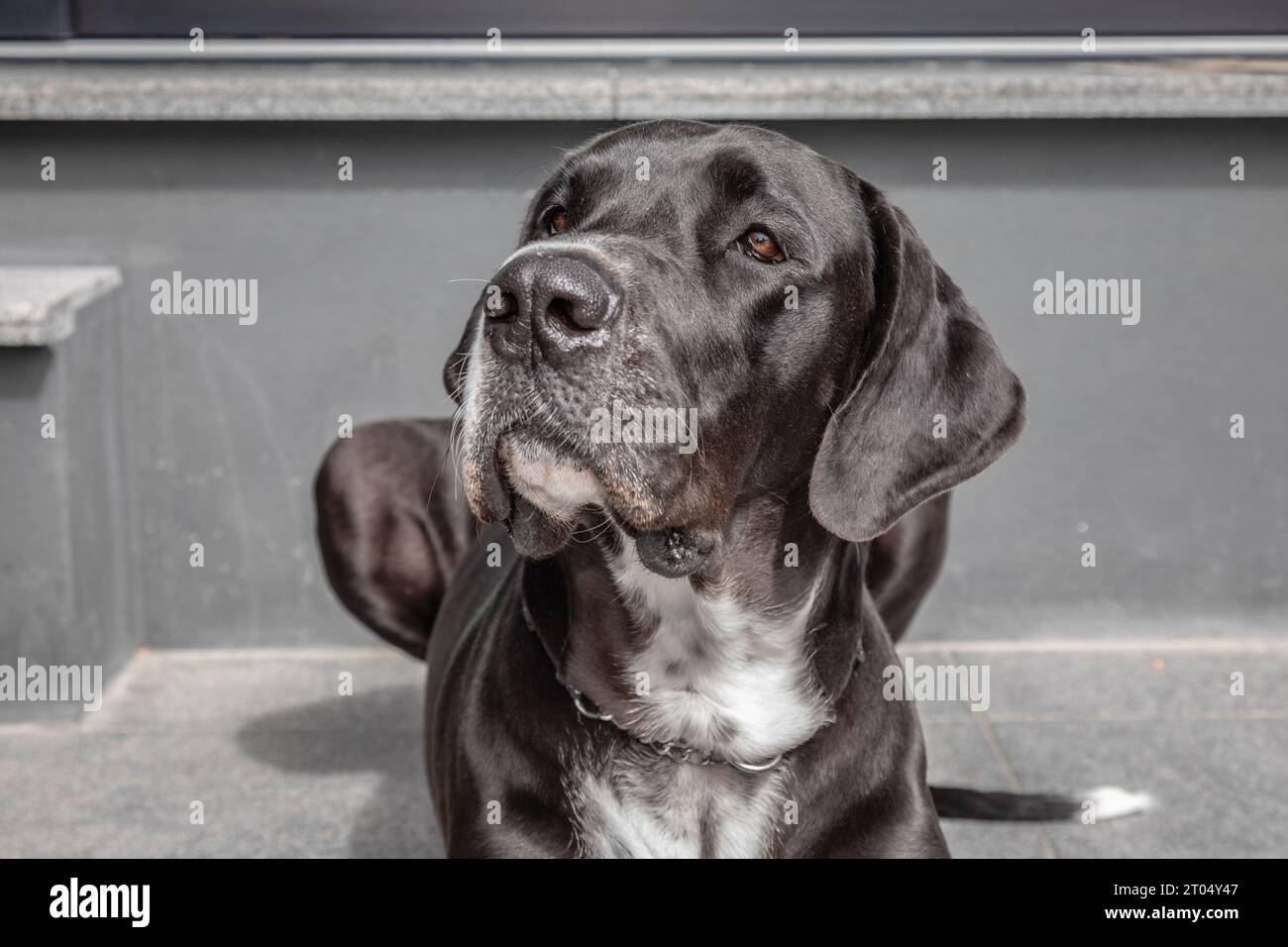 A close-up image of a Great Dane headshot captures the breed's regal ...