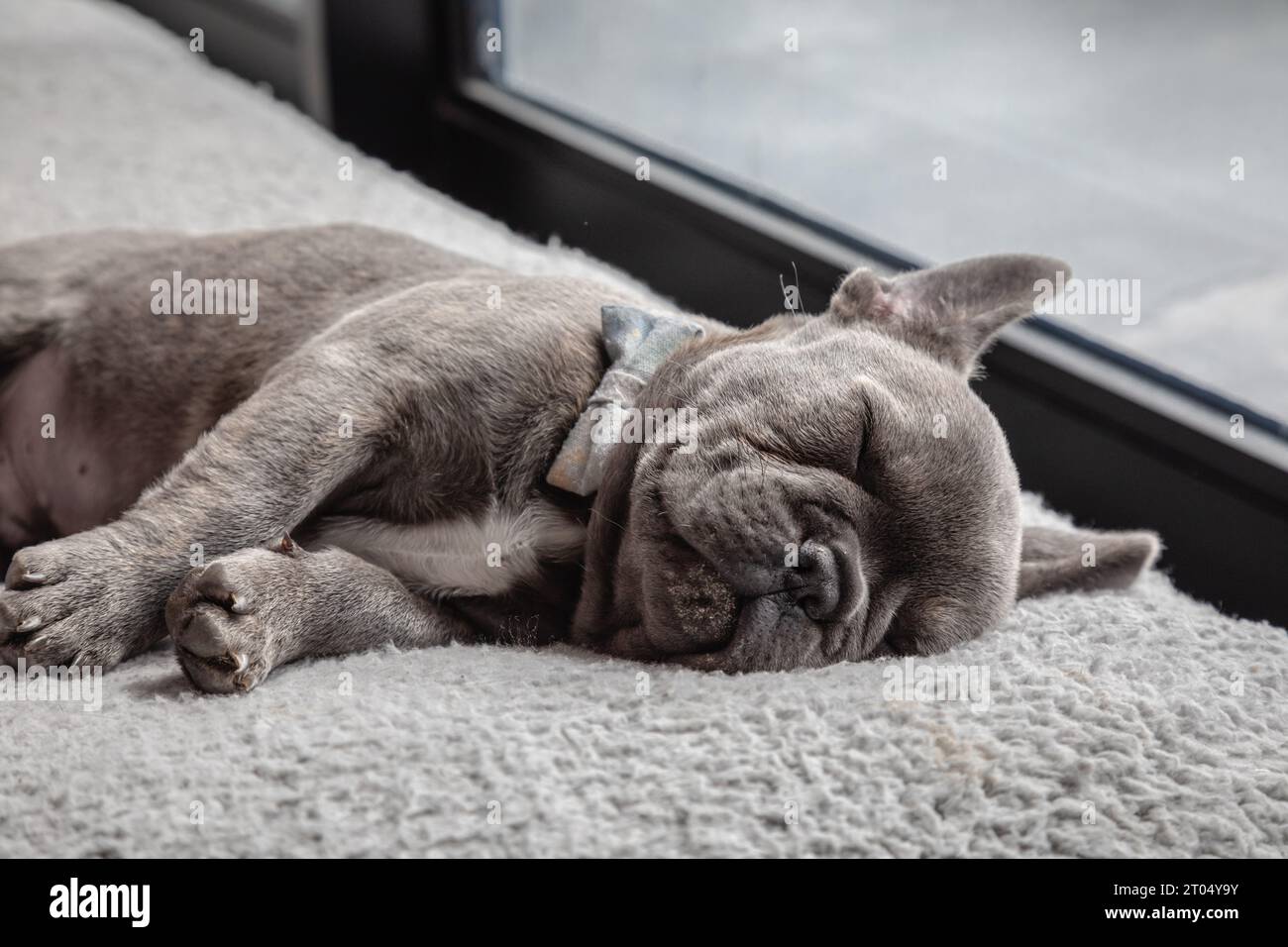 Horizontal close-up portrait of a grey sleeping Boston Terrier puppy ...