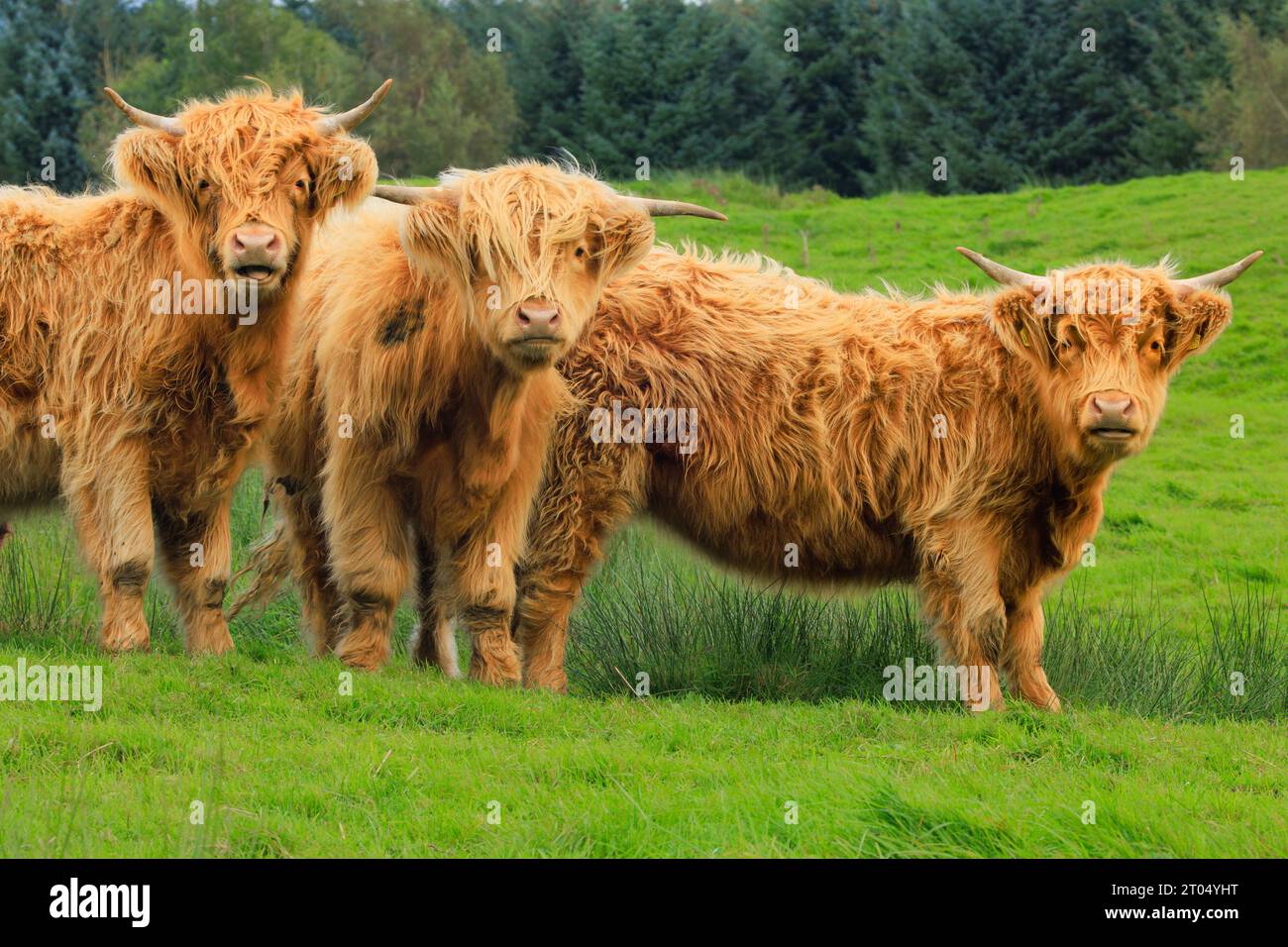 Three beautiful, shaggy Highland cows in Autumn. Facing camera. Two ...