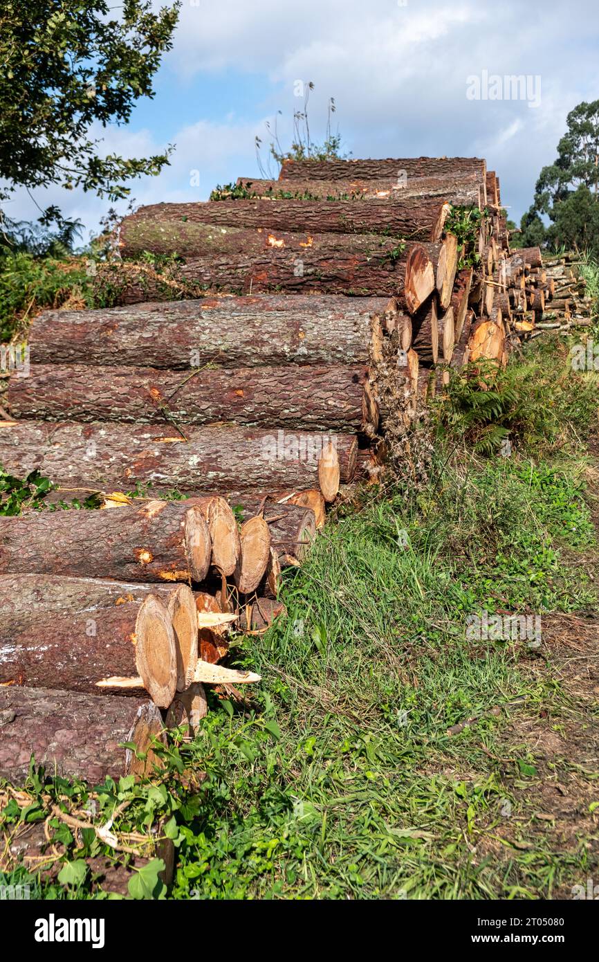 Environmental forestry work hi-res stock photography and images - Alamy