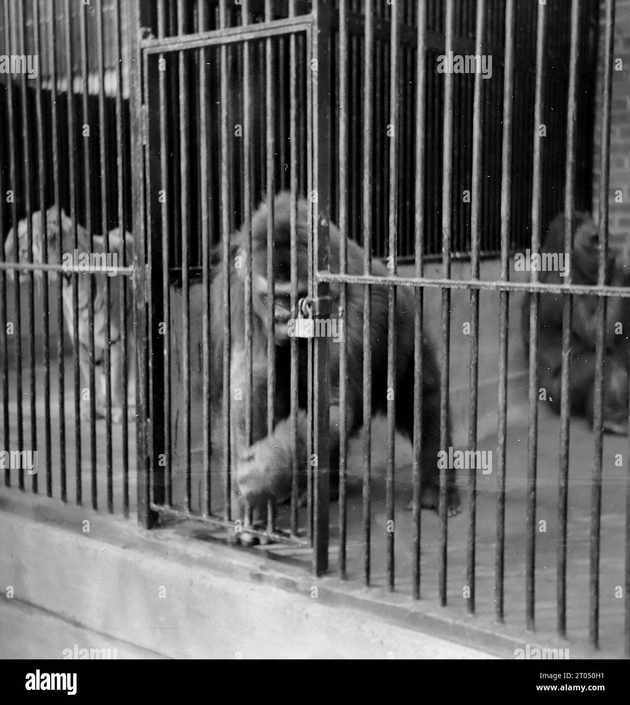 A caged chimpanzee in Central Park Zoo, New York – its cage adjacent to ...
