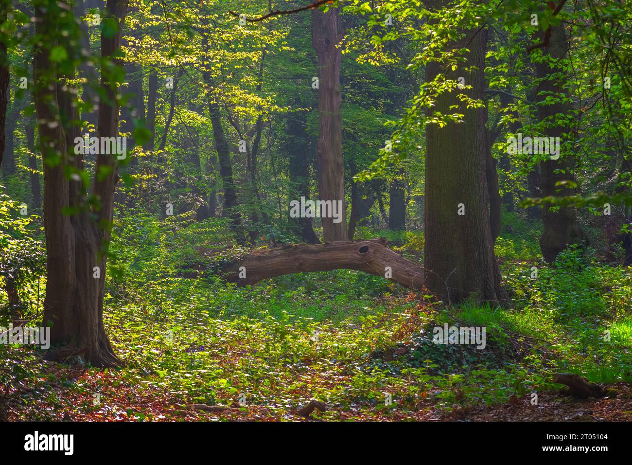 Highgate Wood in North London, England Stock Photo - Alamy