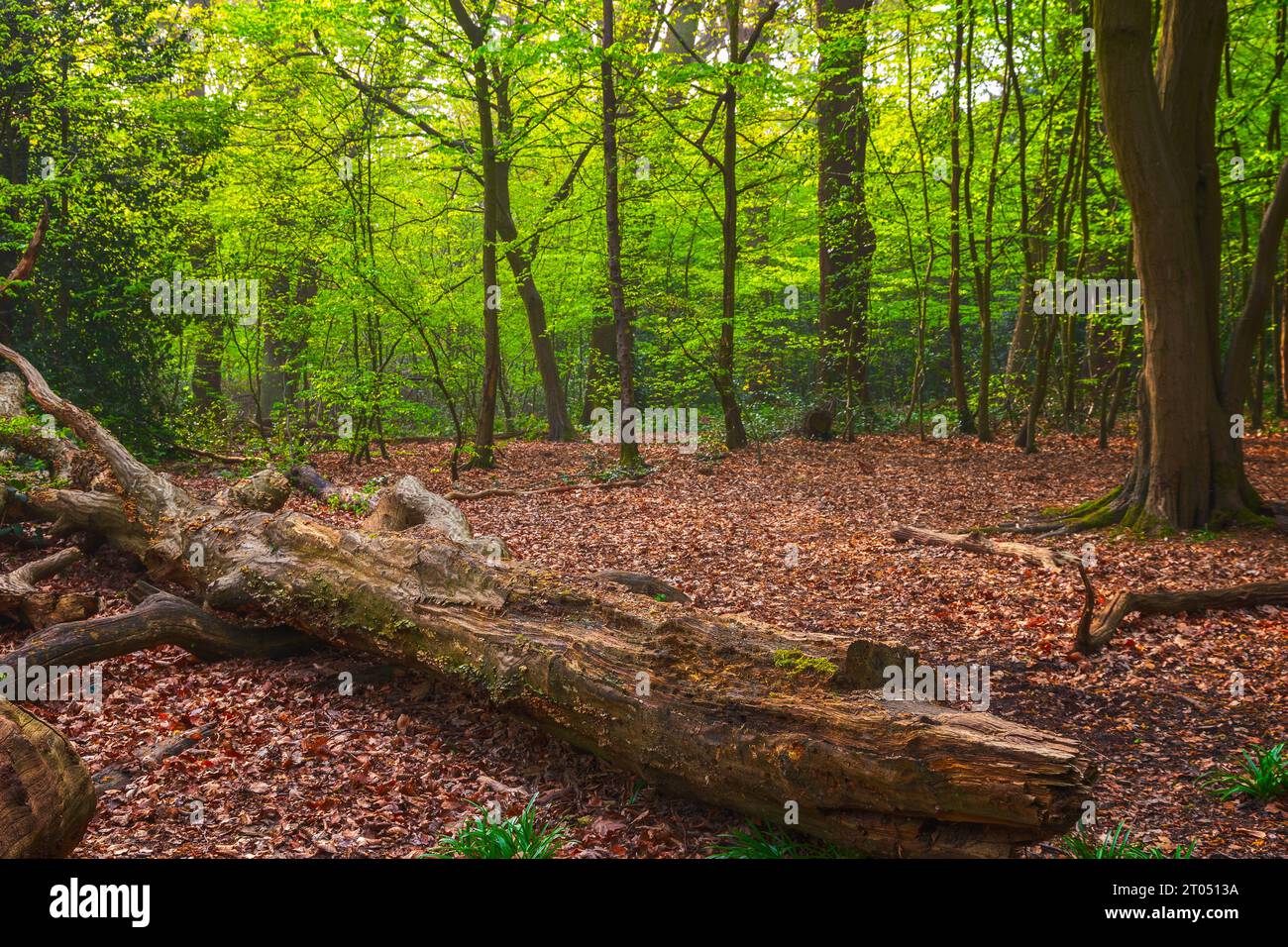 Highgate wood london summer hi-res stock photography and images - Alamy