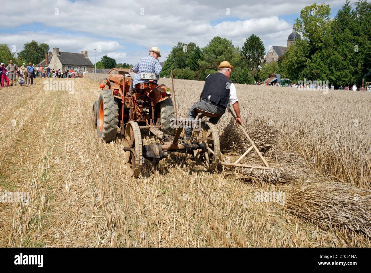 Old-fashioned wheat mowing, harvest festival, harvesting the old ...