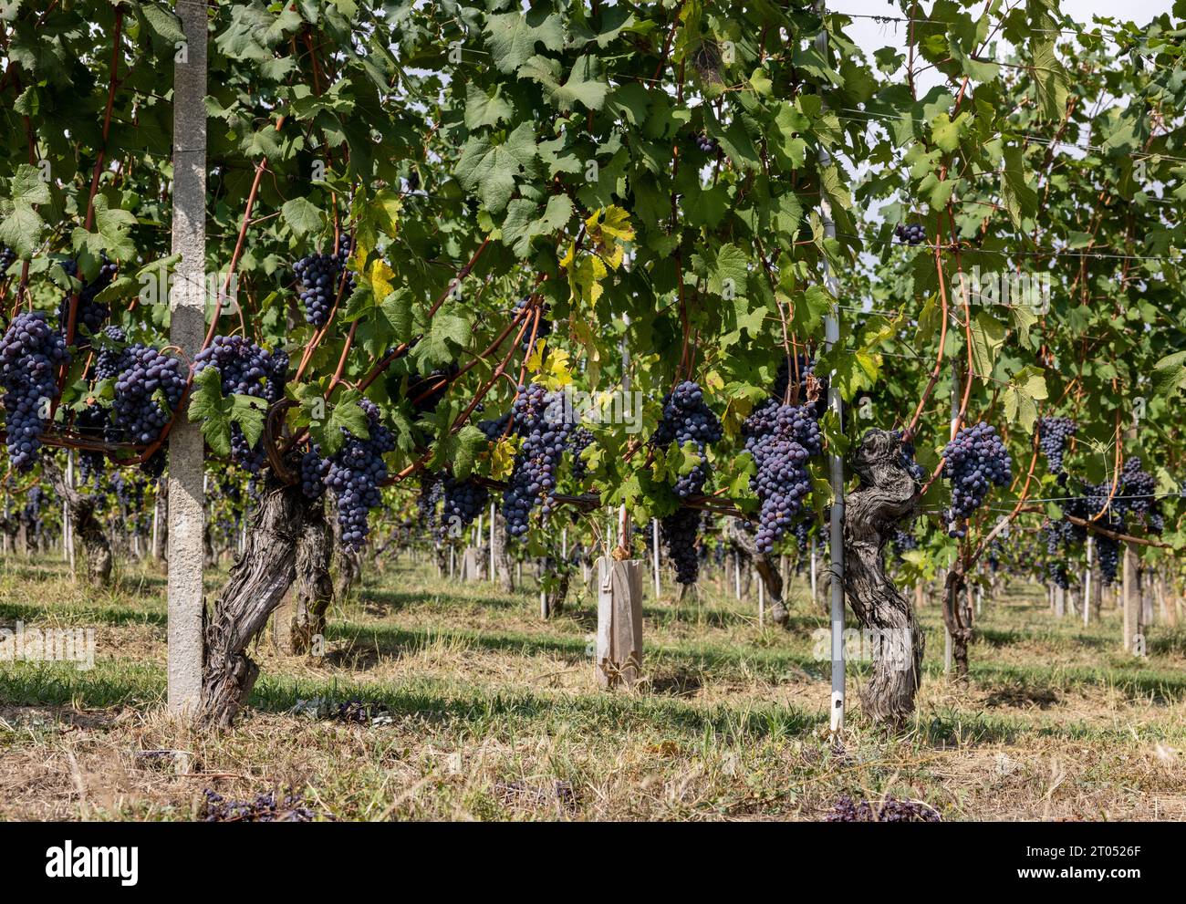 Beautiful bunch of black nebbiolo grapes with green leaves in the ...