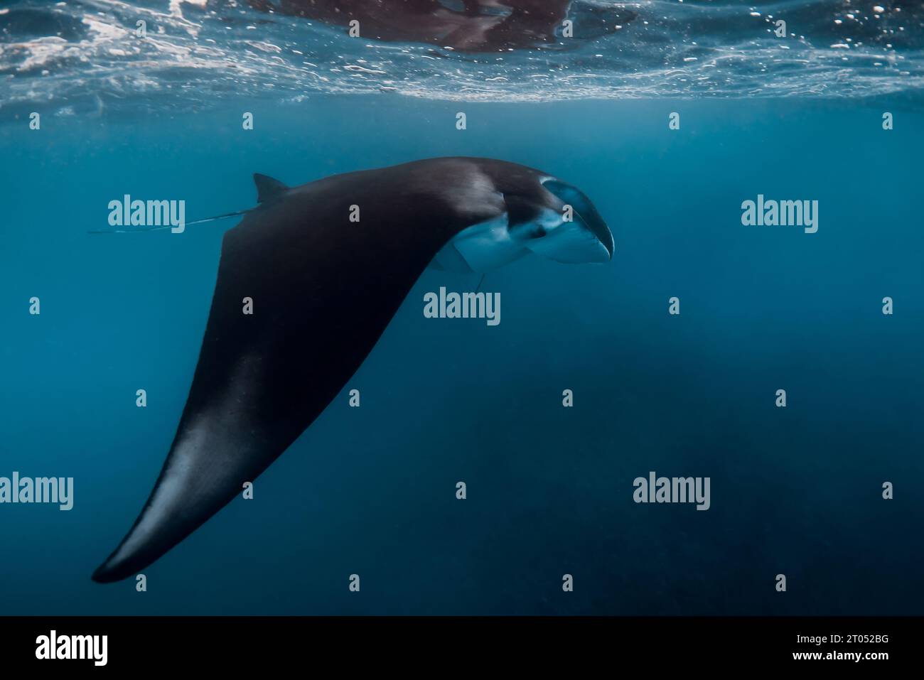 Manta ray fish glides in ocean. Snorkeling with giant fish in blue ...