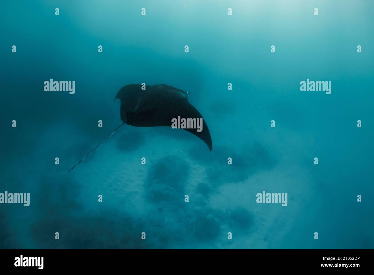 Manta ray swim freely in open ocean. Giant manta ray floating ...