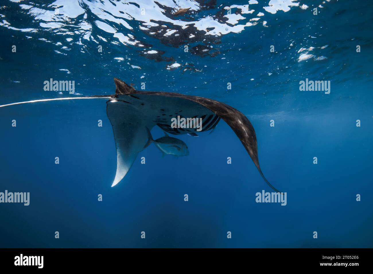 Manta ray glides in ocean with small fish. Snorkeling with giant manta ...