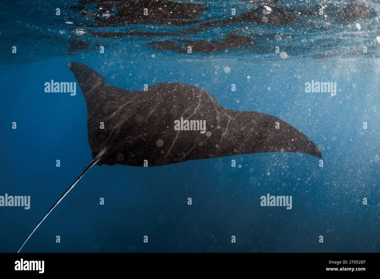 Manta ray fish glides in ocean. Snorkeling with giant fish in blue ...