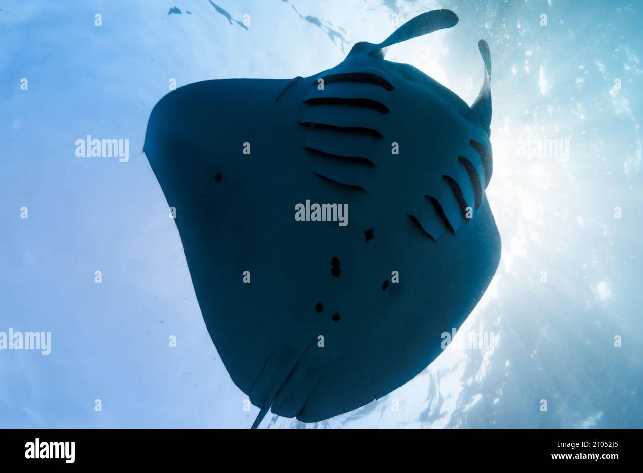 Manta ray fish glides in ocean. Snorkeling with giant fish in blue ...