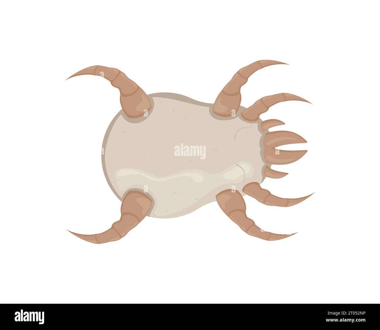 White dust mite vector illustration. Microscopic dangerous insect Stock ...