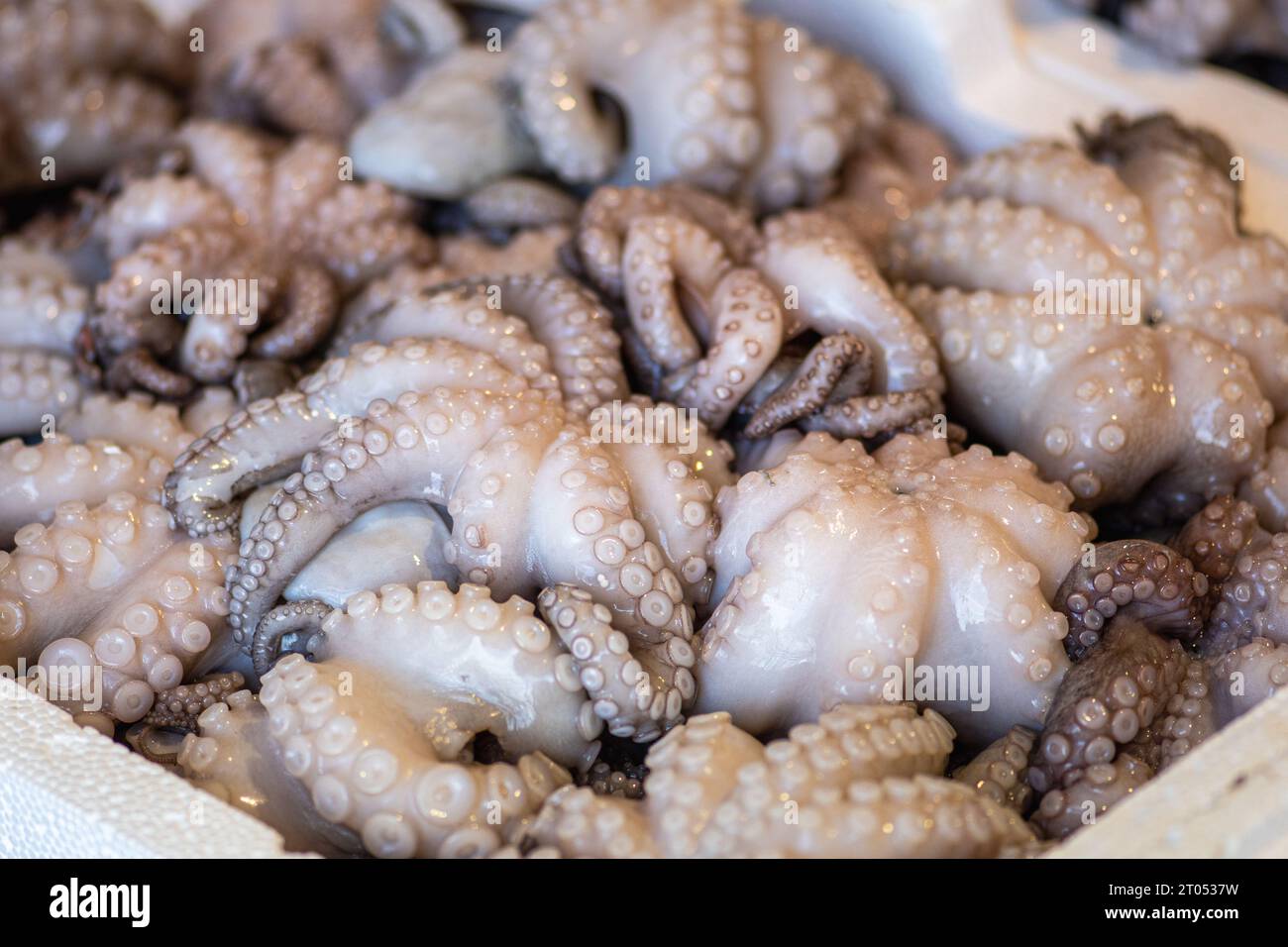 Mediterranean fresh raw octopus being sold in a fish market in Bari ...